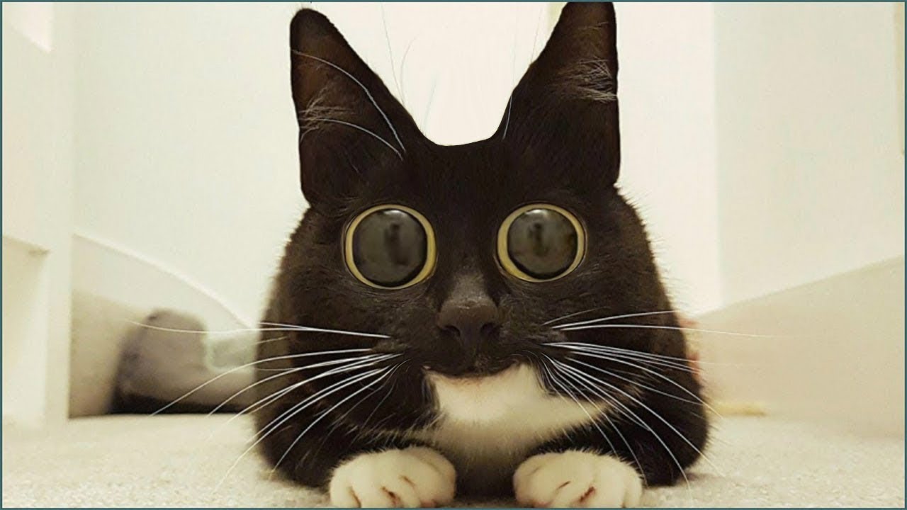 katten honden -katten honden filmpjes - YouTube