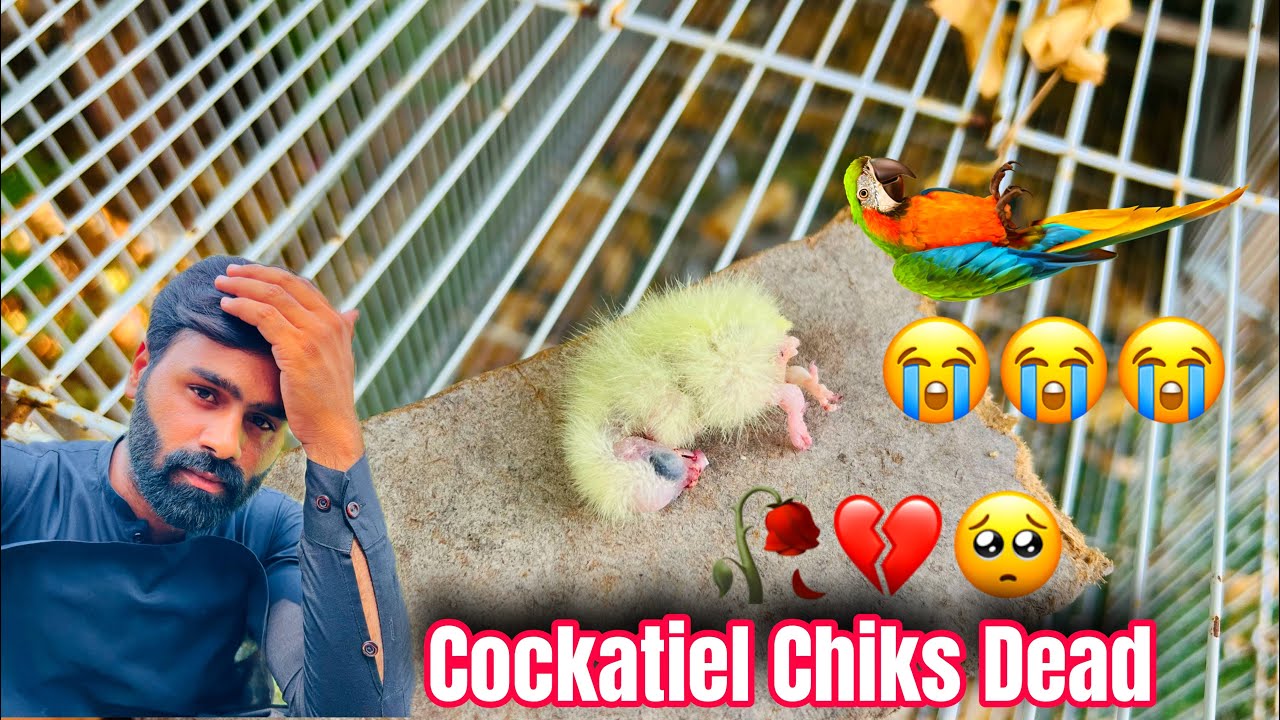 Why Cockatiel Chiks die after born | Answer and solution about chiks ...