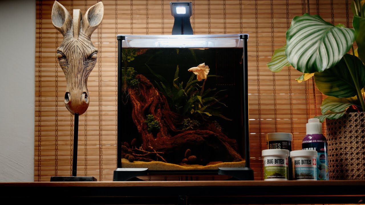 Easy Betta tank setup - Works right out of the box! - YouTube
