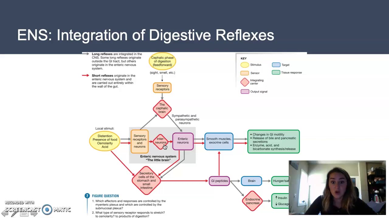 Enteric Nervous System Summary Of Short And Long Reflexes YouTube enteric-nervous-system-summary-of-short-and-long-reflexes-youtube