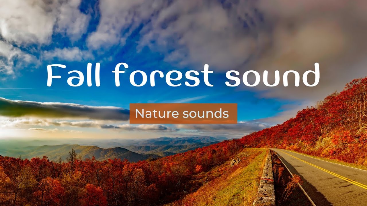 2 Hours of Relaxing Fall Ambience - Forest Sounds with Lake View - YouTube
