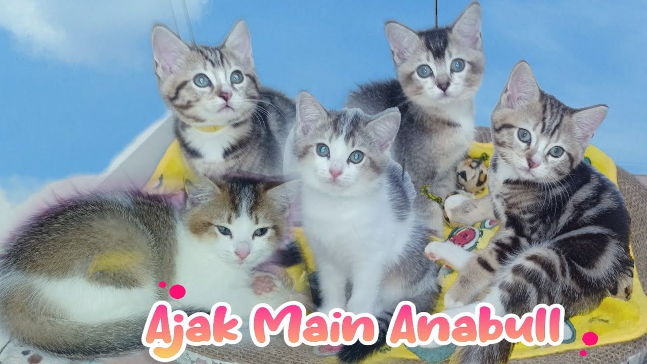AJAK MAIN BAYI KUCING UMUR 2 BULAN // KUCING LUCU BANGET - YouTube