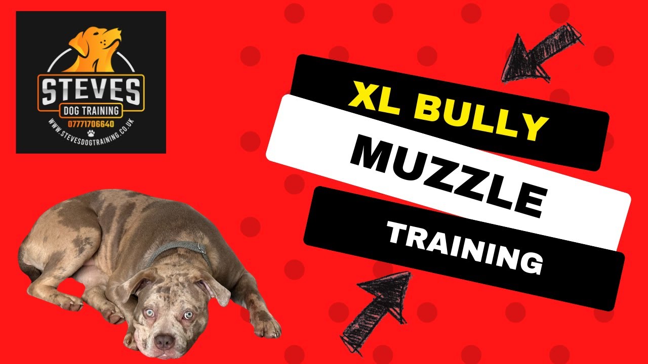 How to Muzzle Train A XL Bully the positive way - YouTube
