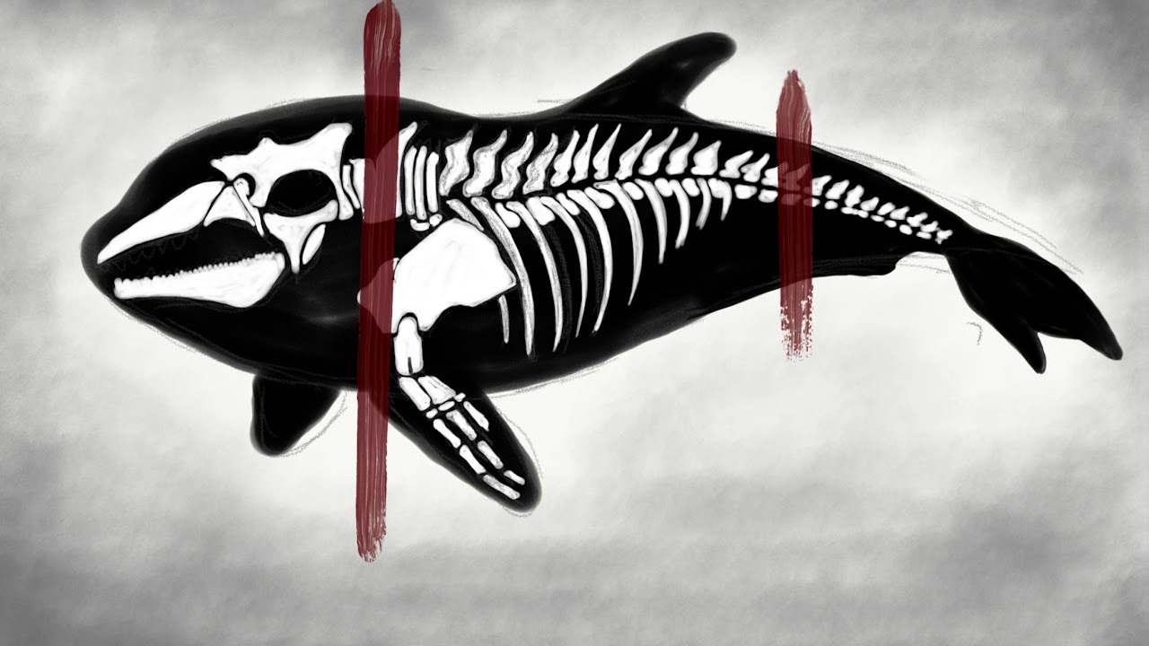 The Orcinus Orca - YouTube