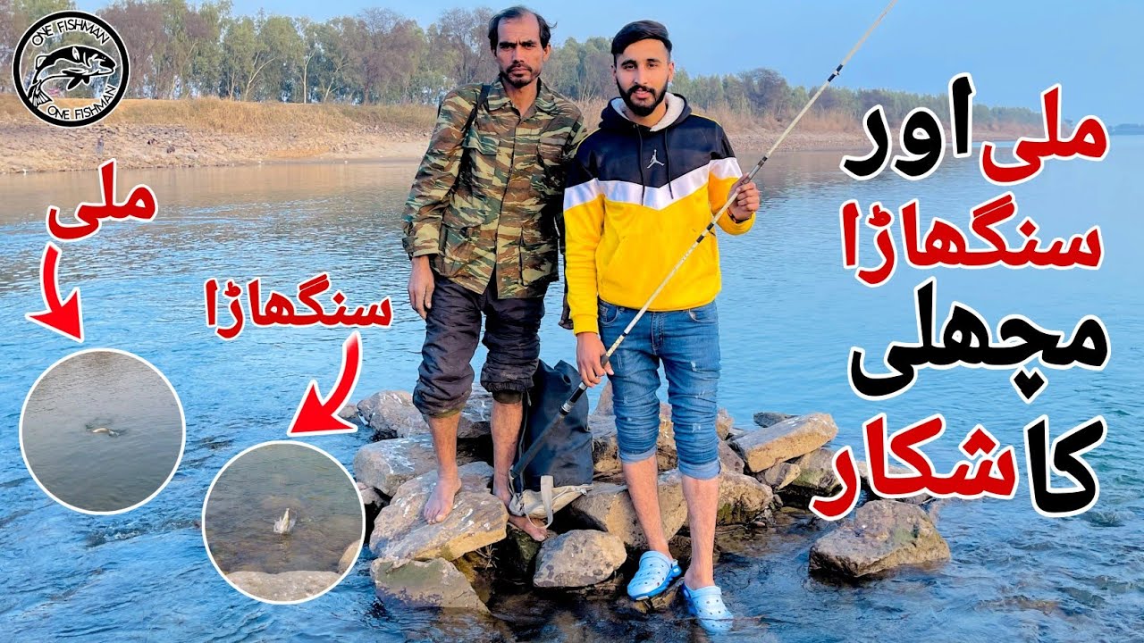 fishing in pakistan | mali and singhara fish catching | fish catching ...