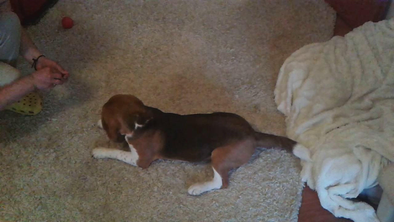 beagle puppy showing his tricks - YouTube