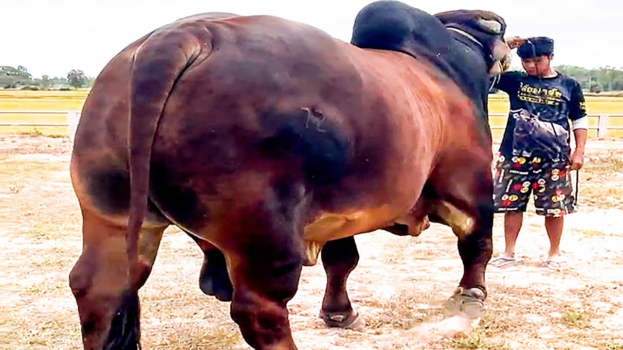 Powerful American Red Brahman Bull in Thailand - YouTube