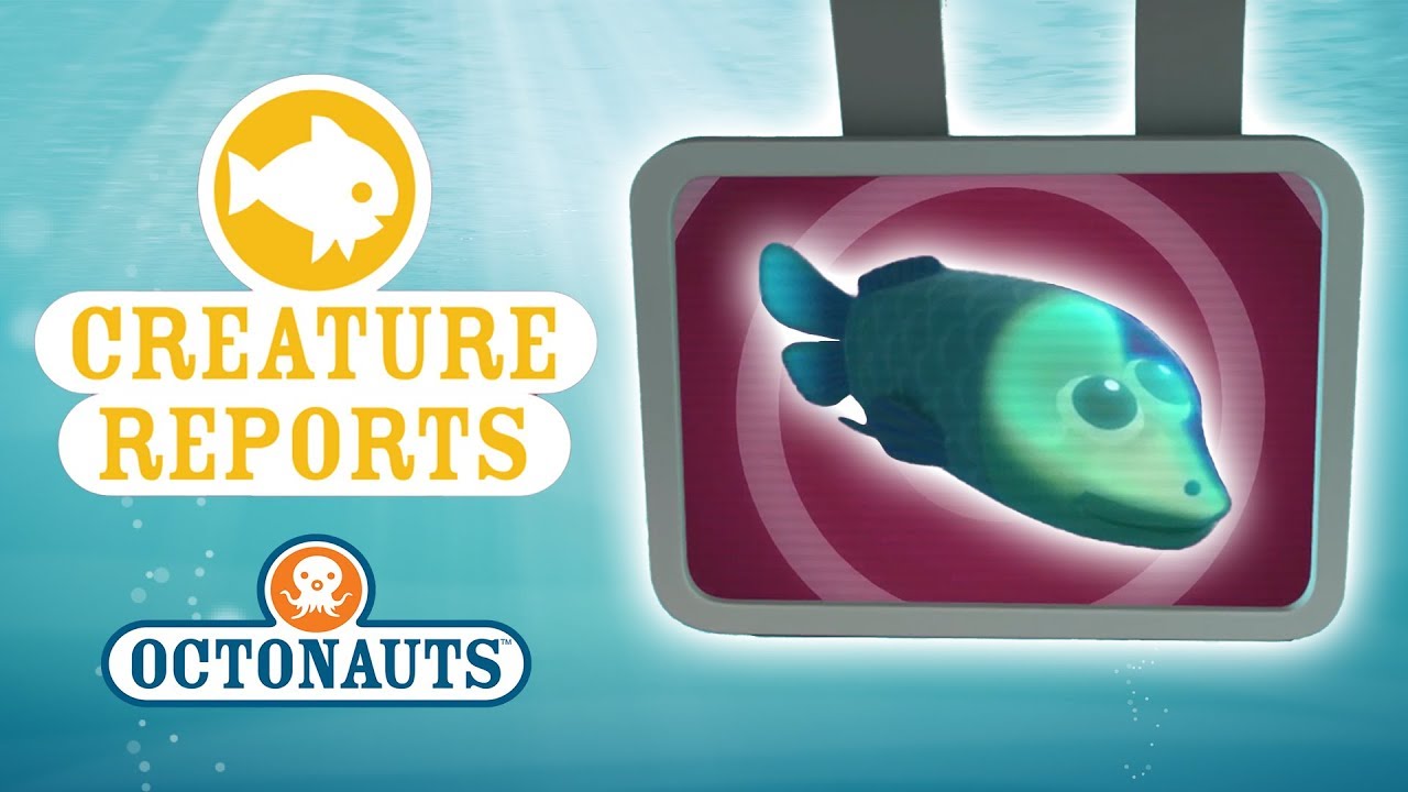 Octonauts - Creature Reports | Let's Learn About Fish! - YouTube