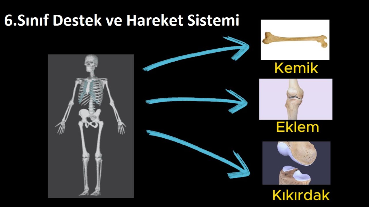 6.Sınıf Destek ve Hareket Sistemi - YouTube