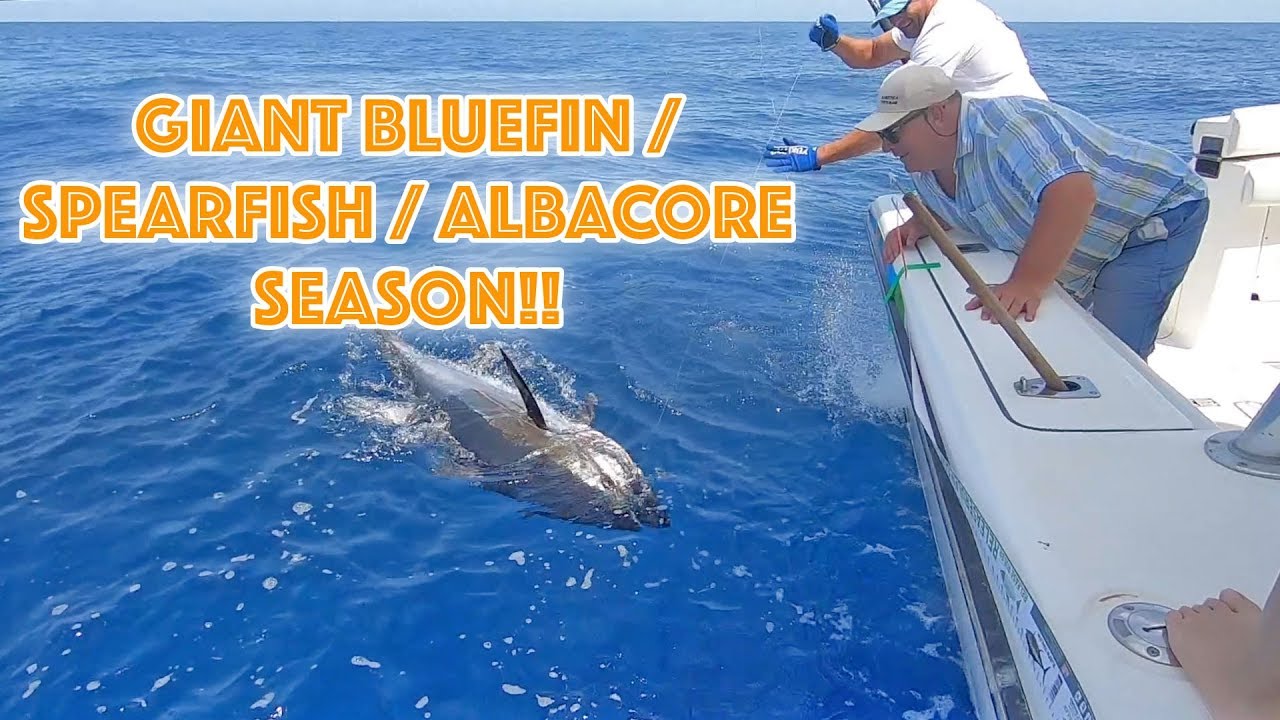 Fishing in Mallorca - giant bluefin tuna, spearfish and Albacore - YouTube