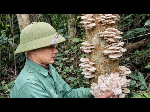 Climb mountains to pick delicious wild mushrooms and build chicken coops.