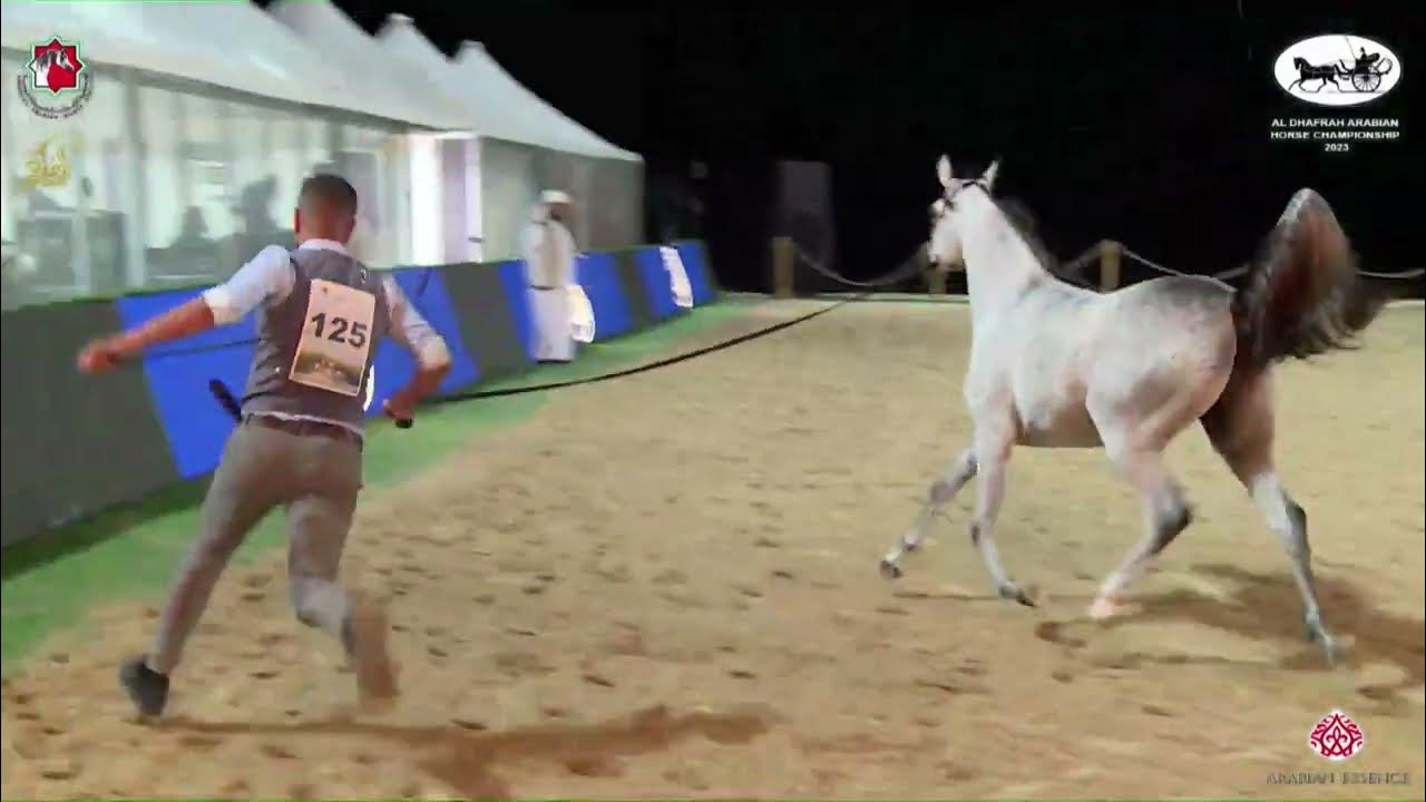 N.125 SHWAHIN BHM - Al Dhafrah Arabian Horse Championship 2023 ...