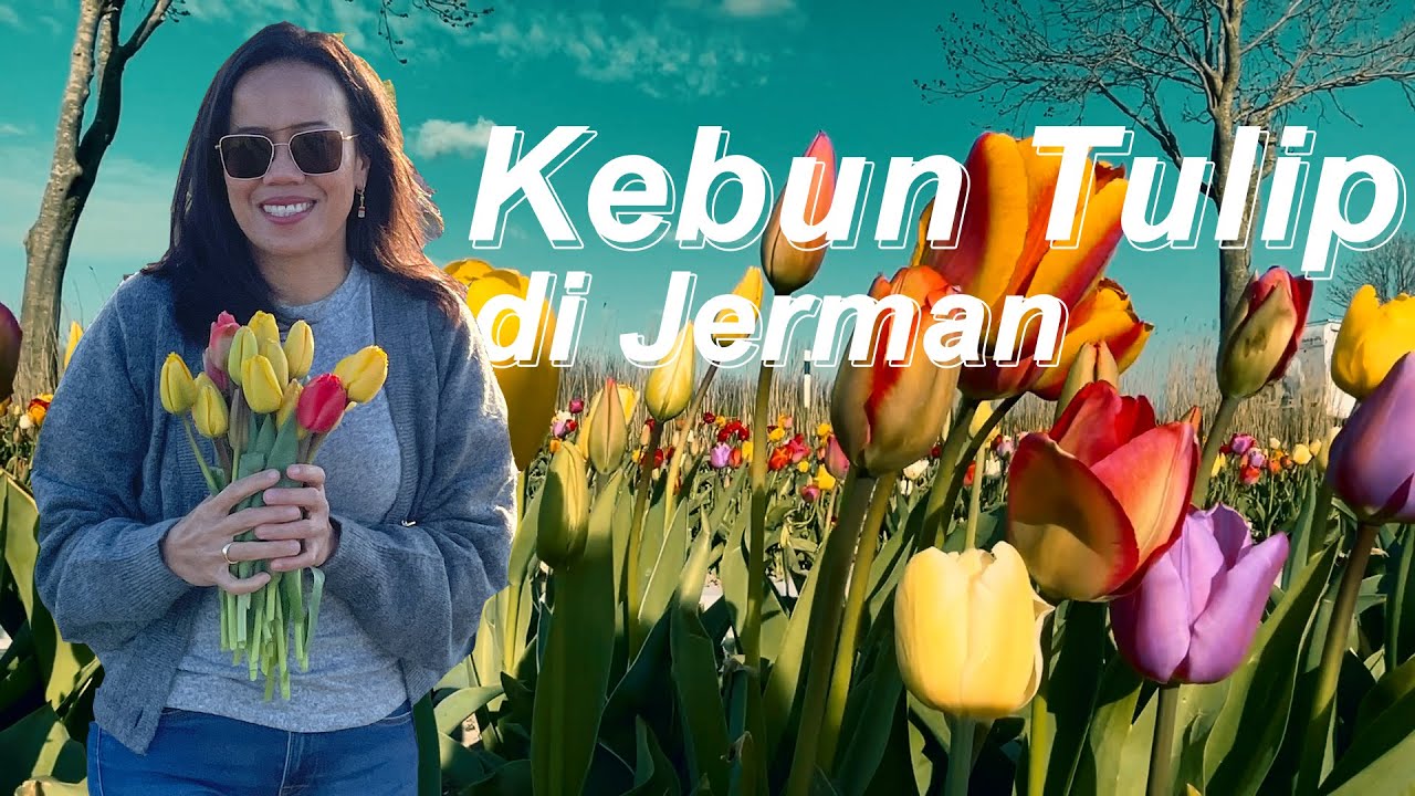 KEBUN BUNGA TULIP PETIK SENDIRI DI JERMAN - YouTube