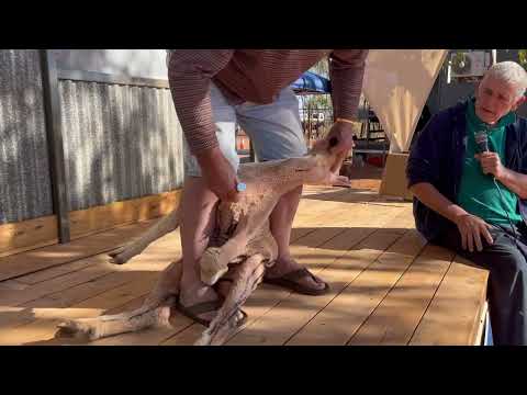 How to shear a sheep blow by blow