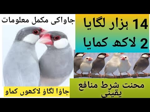 java sperrow complete information#java birds business idea#java foods,colony,breed#pets#good ...