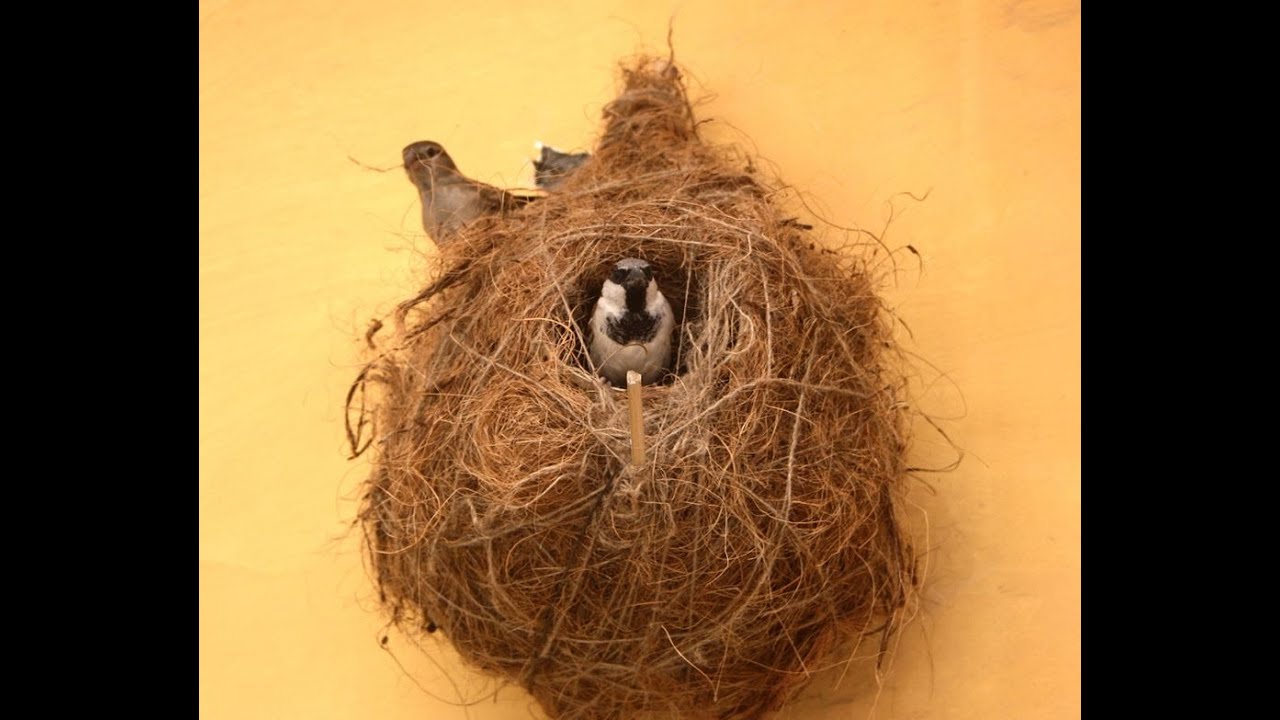 28 January 2024 House sparrows Gauraiya ચકલી गौरैया spurv চড়ুই ...