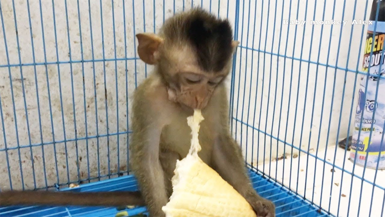 Baby Monkey Alex Eating Bread Cute Baby Monkey So Lovely - YouTube