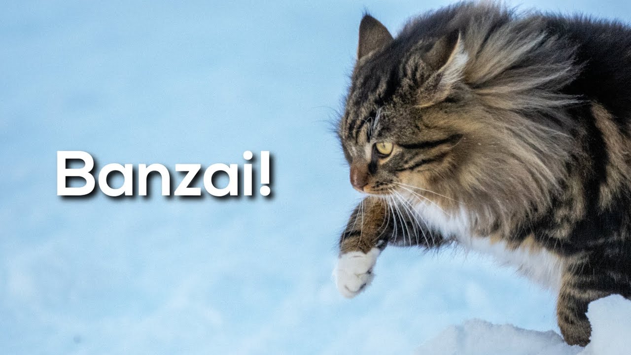 Gizmo the Cat Showing Some Attitude in the Snow | OM-1 footage ...