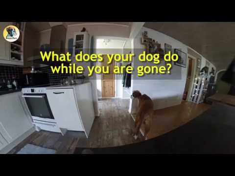 What Does Your Dog Do While You Are Gone? HAPPY ENDING! - YouTube