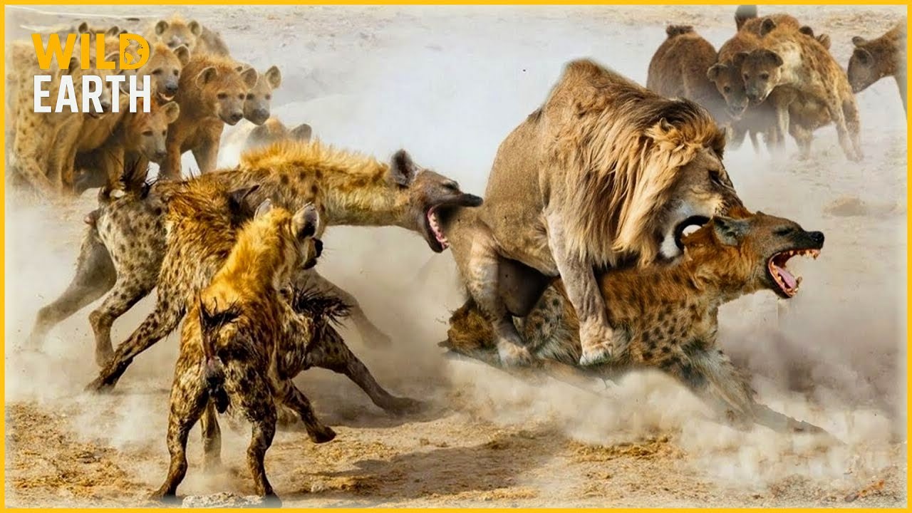 Craziest Lion Attacks Ever Caught On Camera | Animal Fights#5 - YouTube