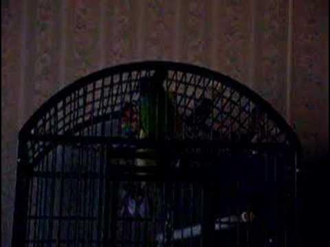 Kiwi - Nanday Conure Talking - YouTube