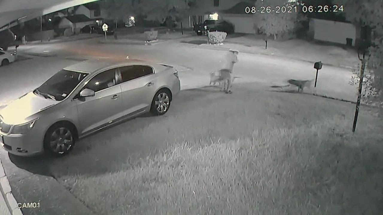 Video shows dogs viciously attacking man outside Houston-area home ...