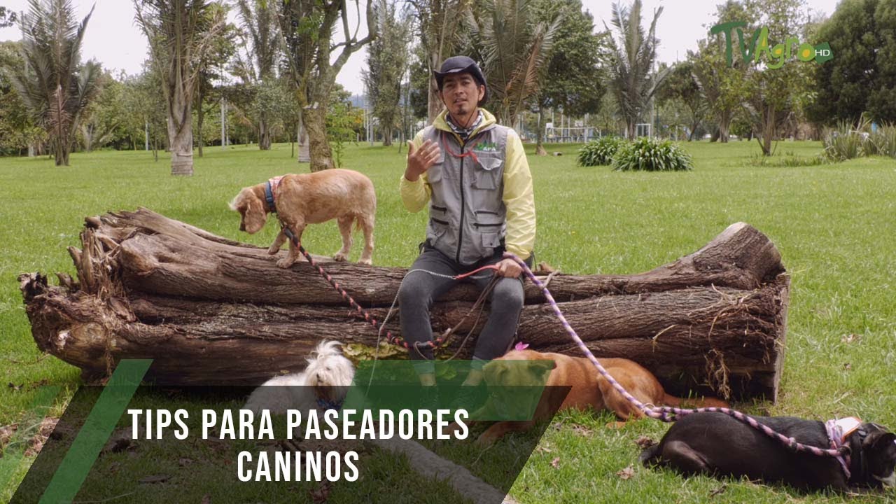 Tips para paseadores caninos - TvAgro por Juan Gonzalo Angel Restrepo ...