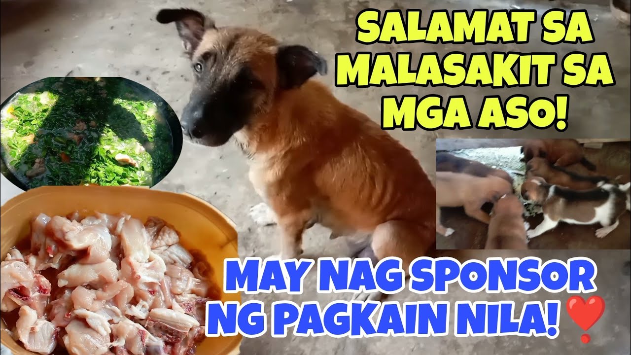 FIRST TIME! MANOK SAHOG SA PAGKAIN NG MGA ASPIN DOG! SALAMAT SA SPONSOR ...