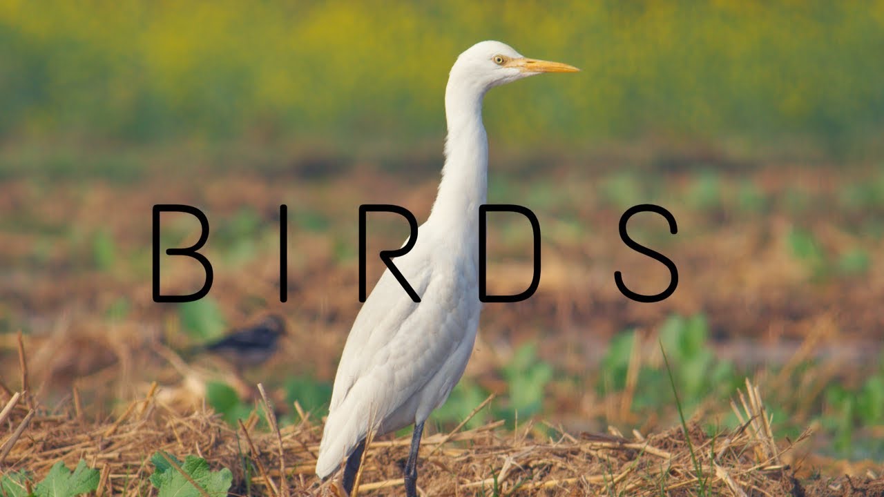 Birds of india | BIHAR | Nature - YouTube