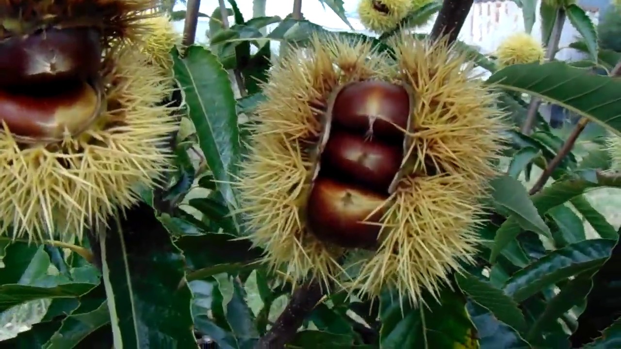 Castaños para producción de frutos . - YouTube