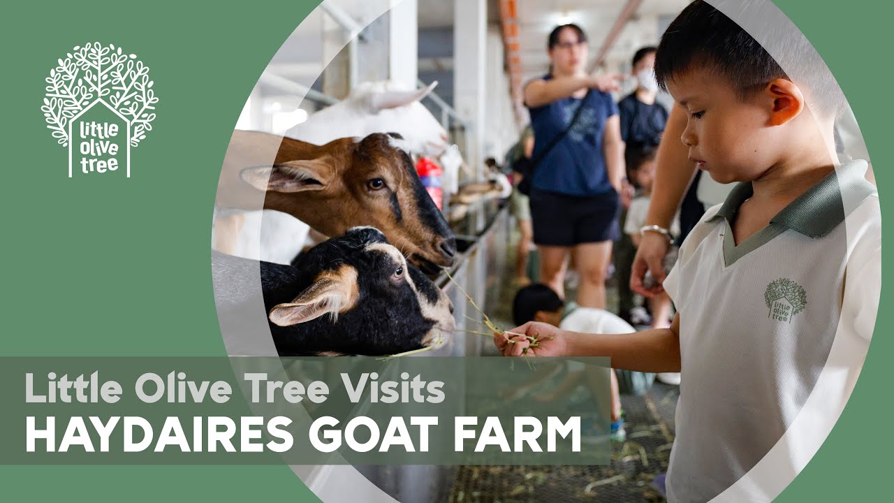 Little Olive Tree Visits Hay Dairies Goat Farm🐐🥛 - YouTube