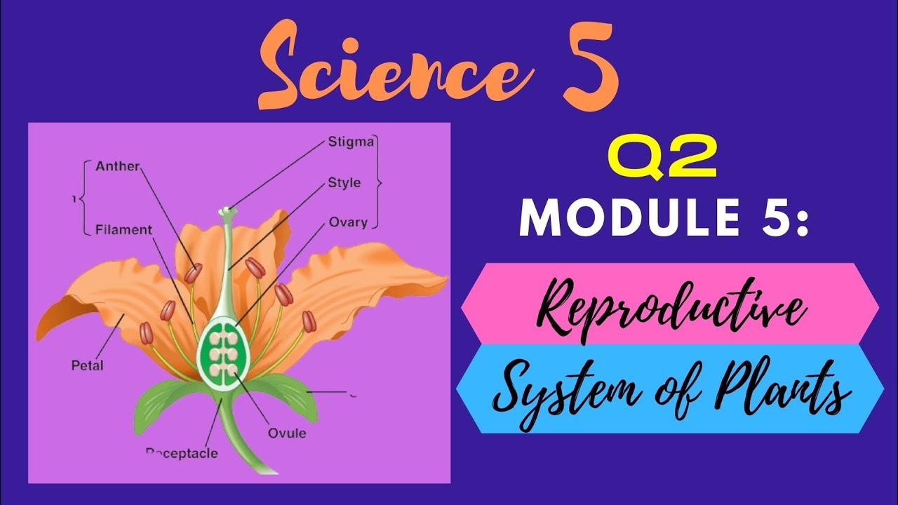 SCIENCE 5 Quarter 2 Week 5: Reproductive System of Plants - YouTube