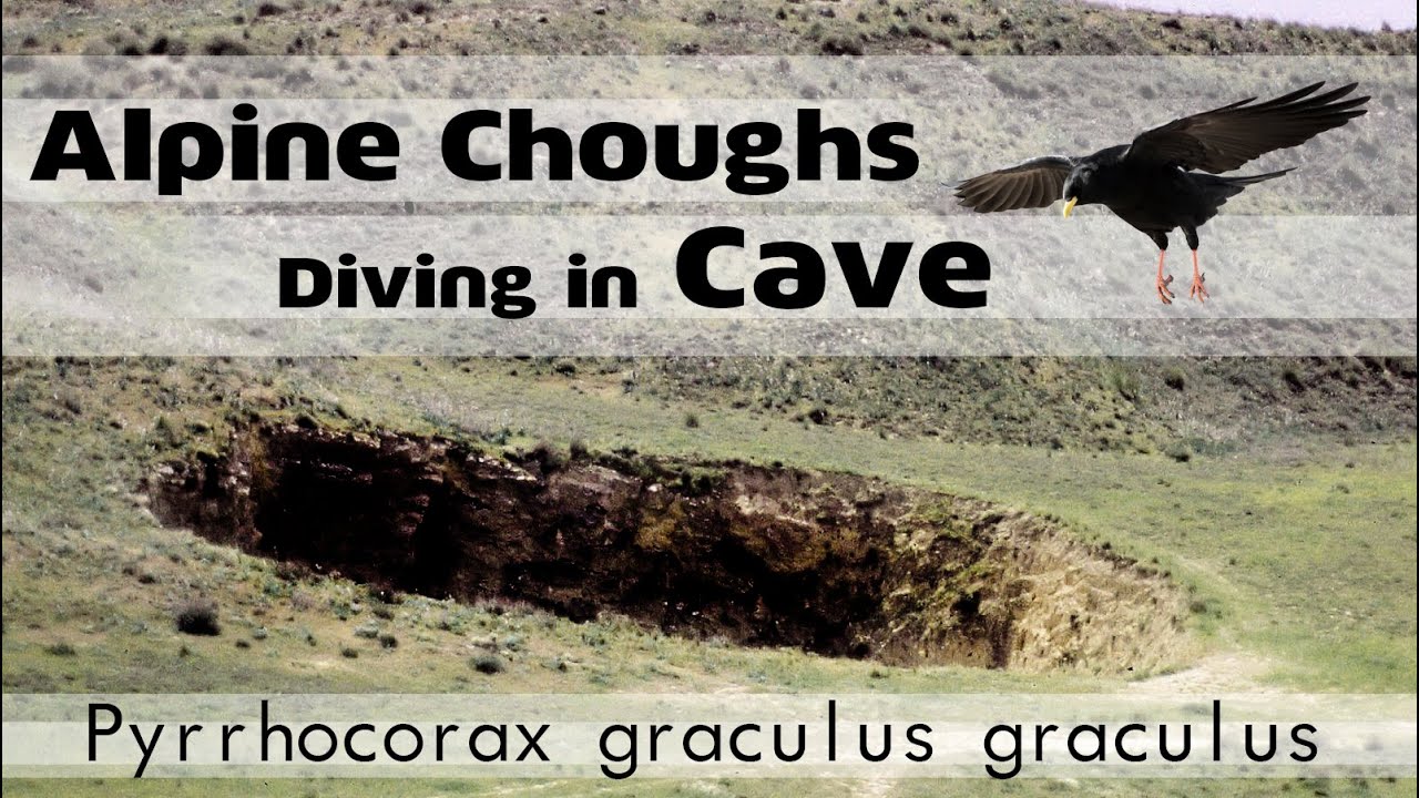 Apline Choughs Diving in Cave (Pyrrhocorax graculus graculus ...