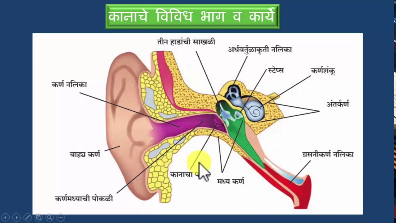 आपला कान कसा आहे? 10th,12th | Human Ear, parts and Function | genius ...