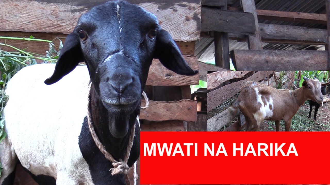 MWATÍ NA HARÍKA - YouTube