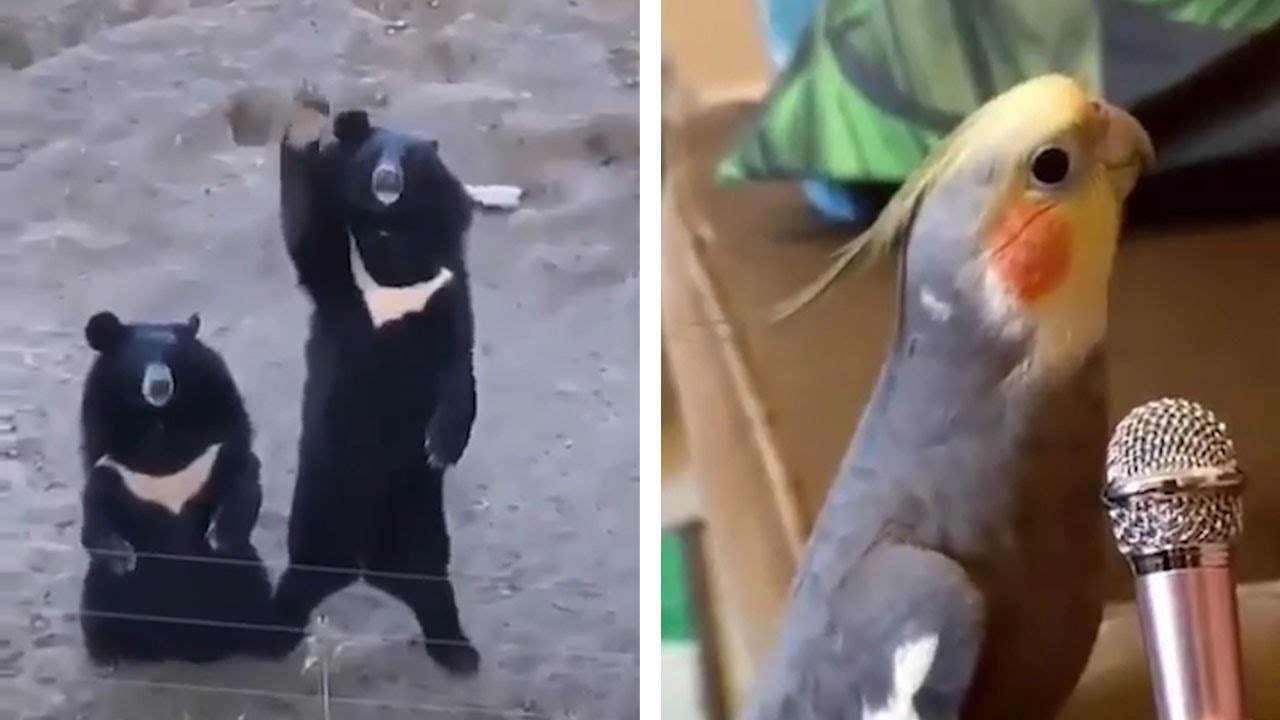 Funniest Animals Ever 🤣 Awesome Funny Moment Of The Animals #31 - YouTube