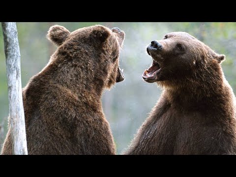 Stunning Footage of Two Bears Duking It Out for Dominance - YouTube