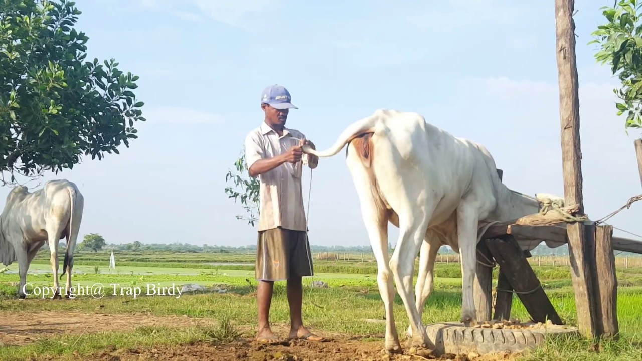 How to breds cows in my Country - Incredible Man Breed Cow Very ...