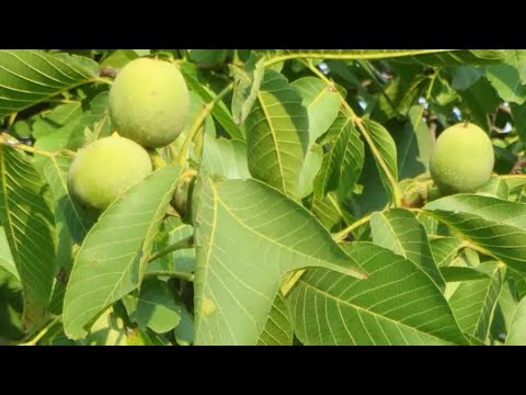 Nucul, o minune a naturii / beneficiile frunzelor, cojilor si a nucilor ...