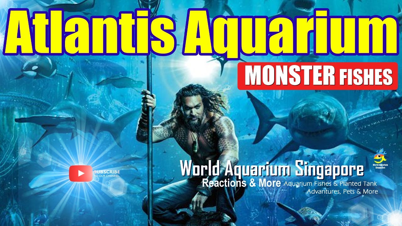 BEST Monster Predator Fish Shop Store Tour Monster Fishes - Serangoon ...
