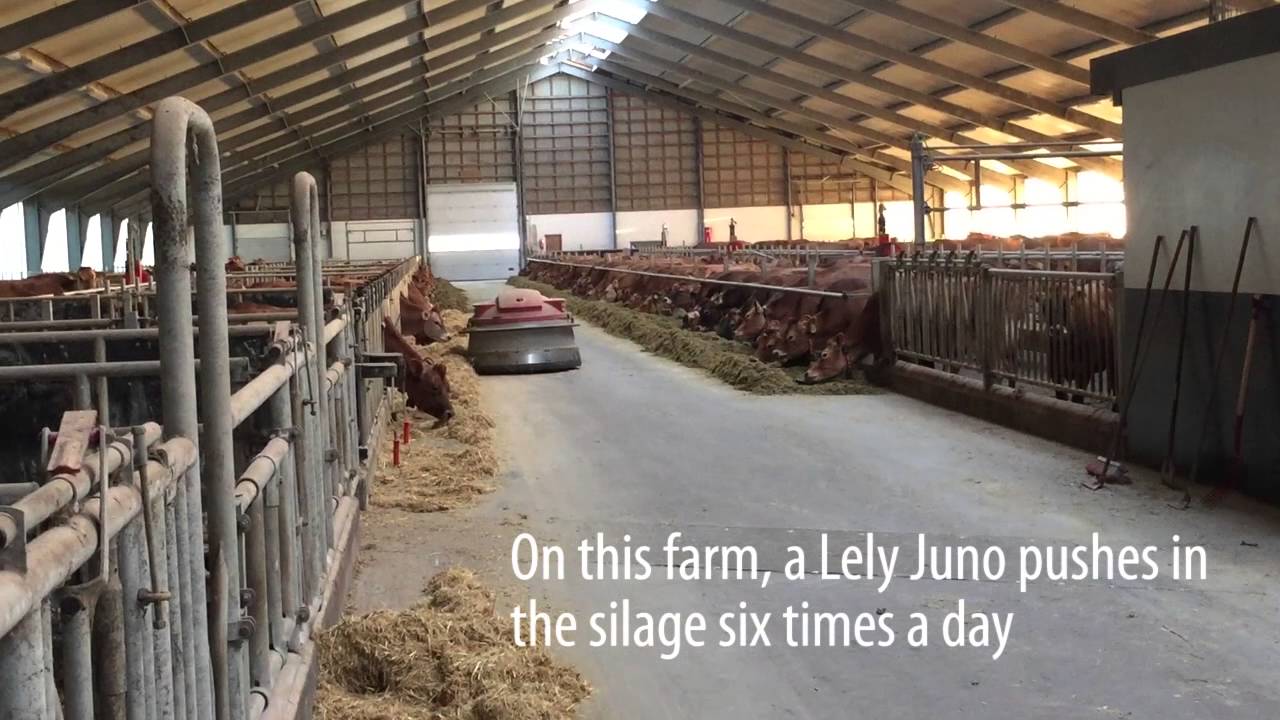 Dairying in Denmark - YouTube