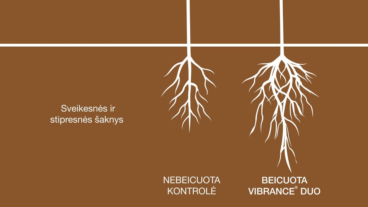 Vibrance produktų šeima - sukurta naudoti sėklų apsaugai - YouTube