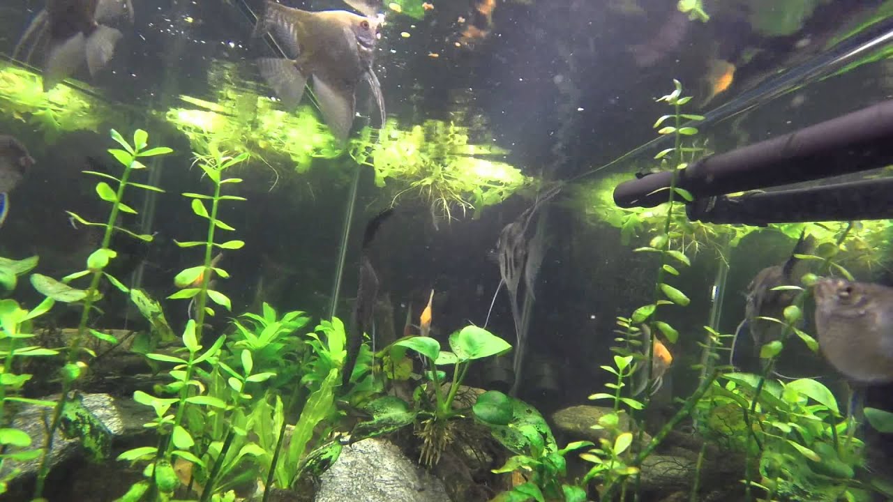 Tank Cam: Angelfish Tank. 55 gallon Planted tank. 10-03-15 - YouTube