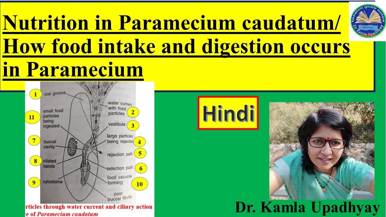 #Nutrition in Paramecium #Nutrition #Paramecium #How food intake occurs ...