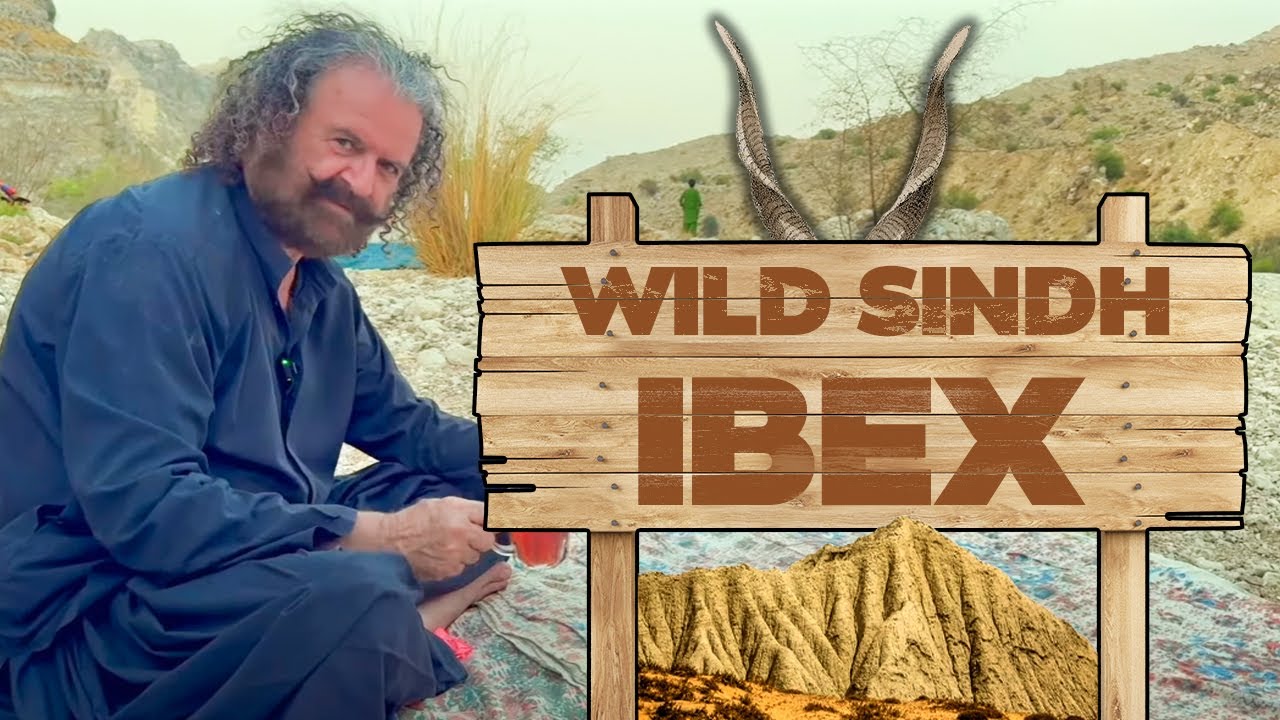 WILD SINDH IBEX | KHEERTHAR MOUNTAIN RANGE SINDH | AYUB KHOSA - YouTube