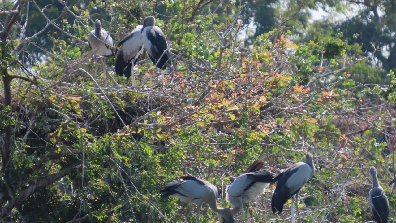 25 WOW FAMILY BIRD LIFE VEN AREA#FOREST LIFE - YouTube