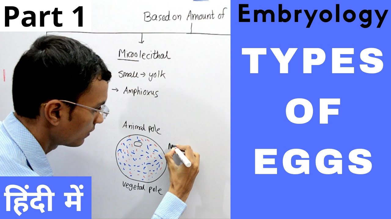 Types of Eggs in Embryology | Alecithal, Microlecithal, Mesolecithal ...