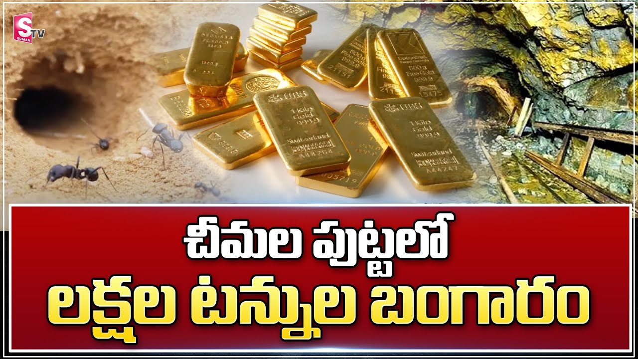 Ants Give Whereabouts Gold Mine In Bihar | Gold Mines Found In Jamui ...
