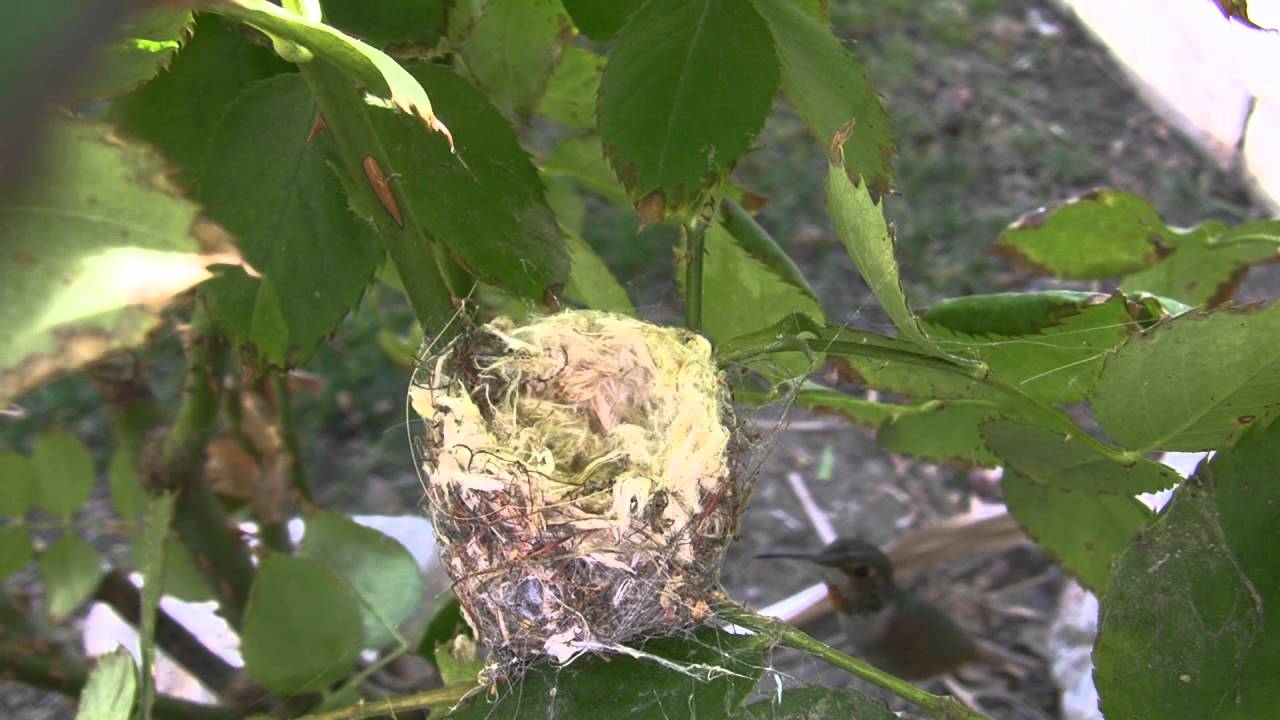 Hummingbird Nest Building in HD format (9 clip samples in 720p) V14066 ...