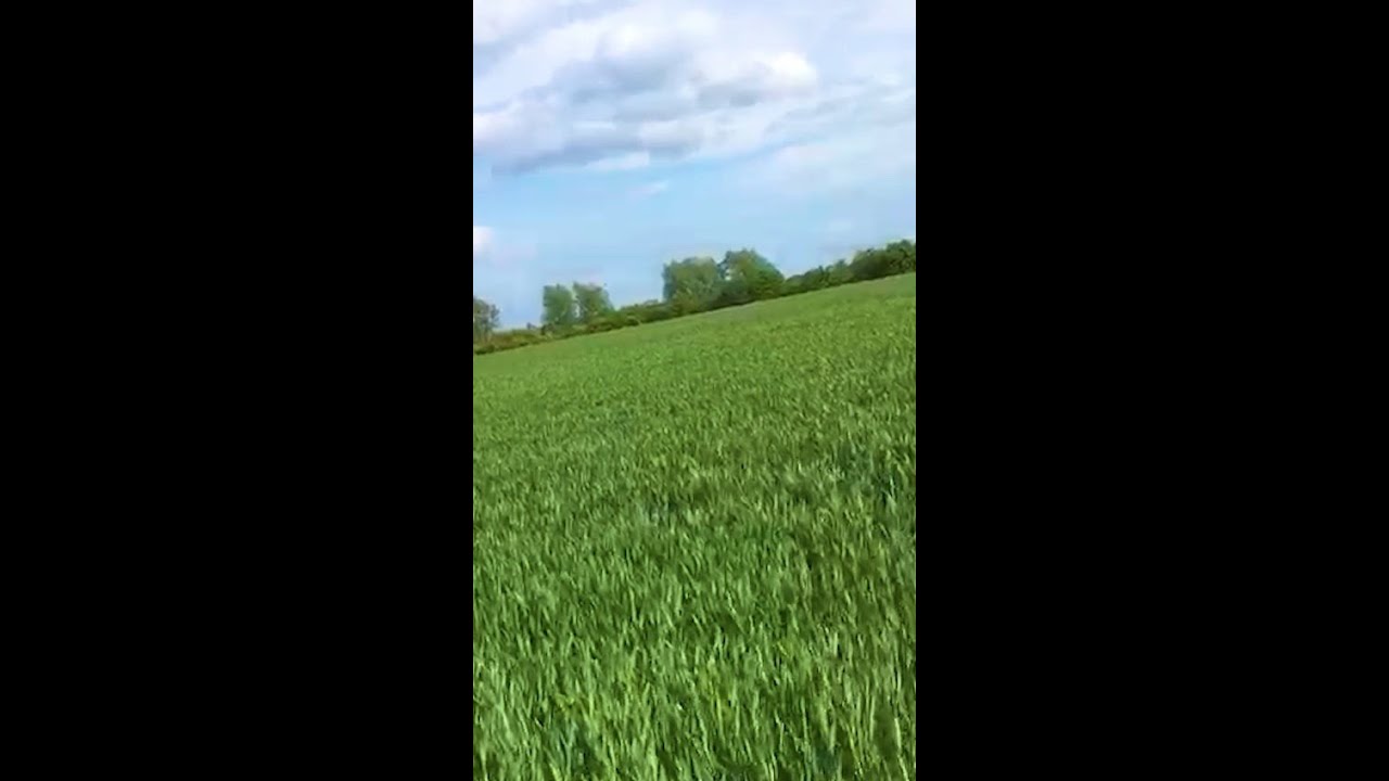 Swallows and swifts feeding at Lark Rise Farm, Cambridgeshire - YouTube